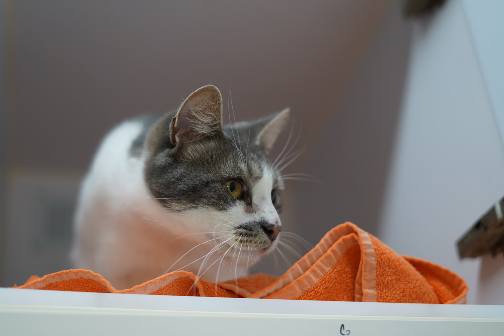 Jayc - Male Domestic Short Hair Mix Cat in VIC - PetRescue