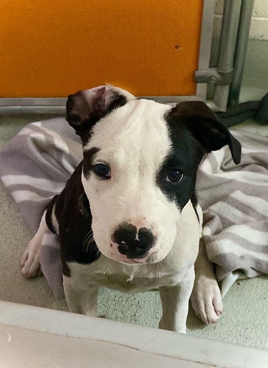 D975 Wilson - Medium Male Staffy x Border Collie Dog in NSW - PetRescue