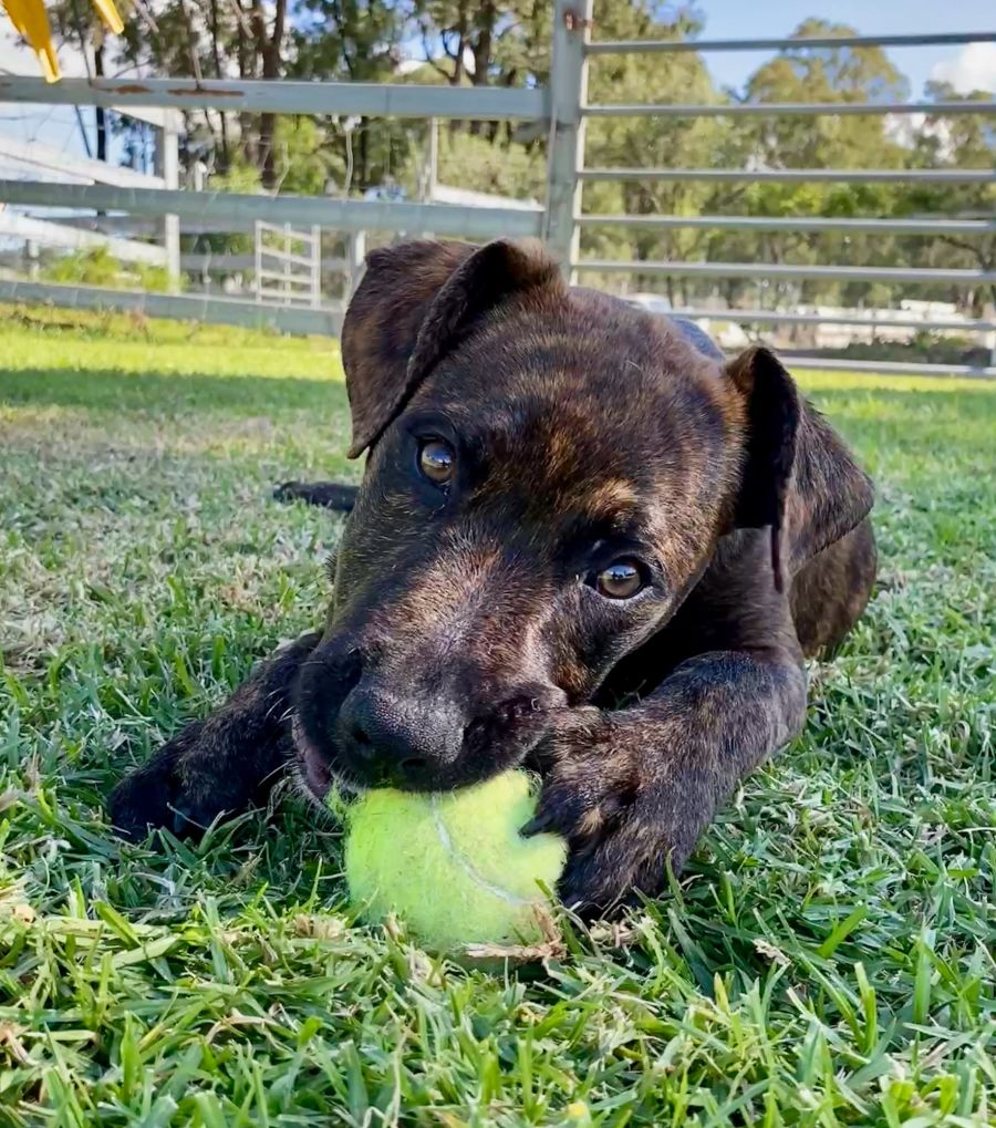 Nixon - Large Male Bull Arab Dog in NSW - PetRescue
