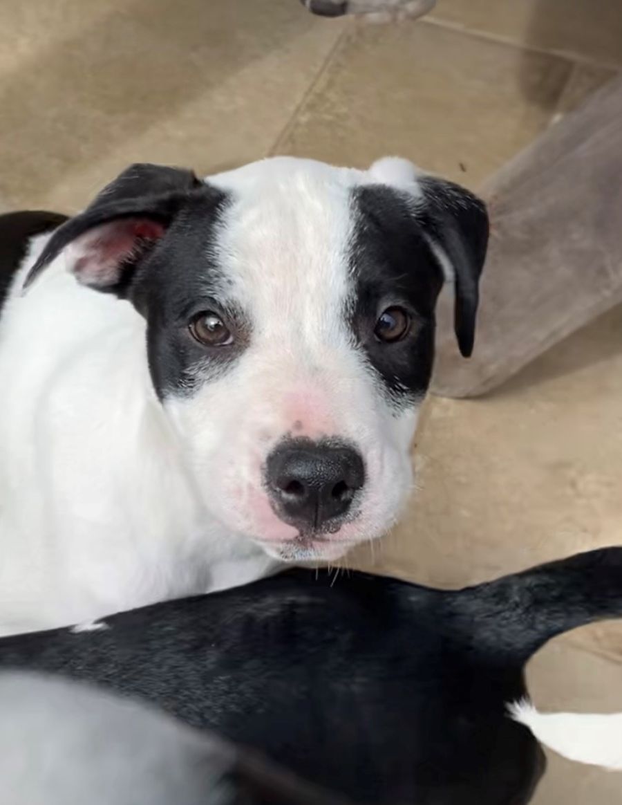 D976 Carl - Medium Male Staffy x Border Collie Dog in NSW - PetRescue