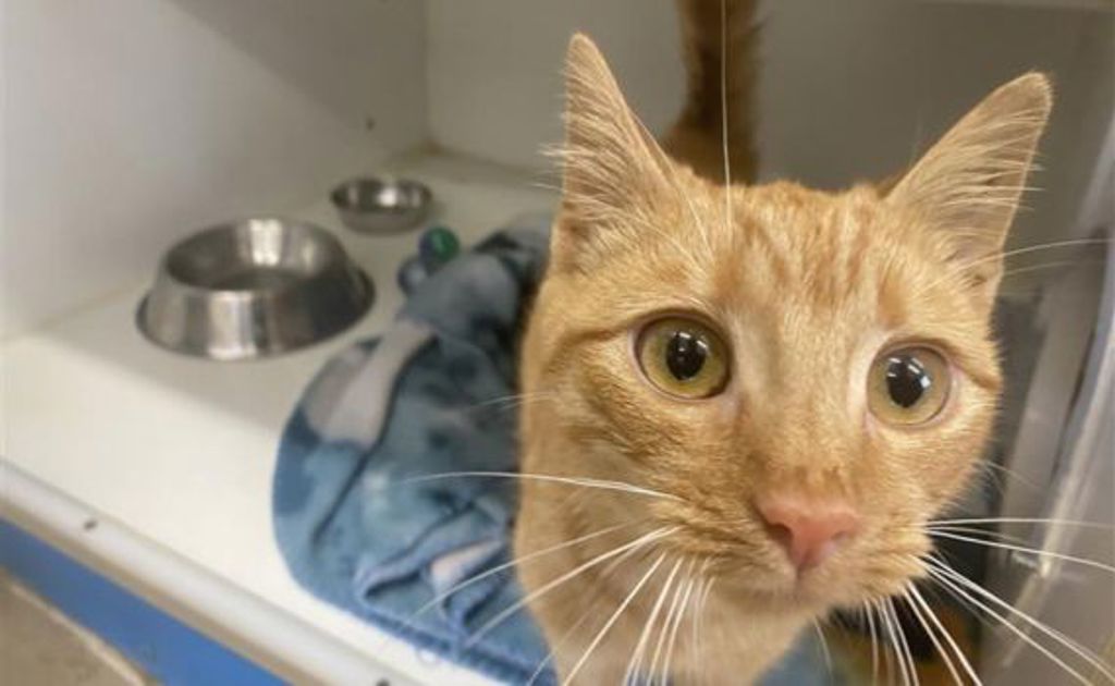 Mildred - Female Domestic Short Hair Mix Cat in VIC - PetRescue