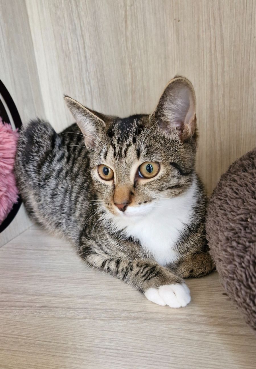 C1308 Loki - Male Manx Cat in NSW - PetRescue