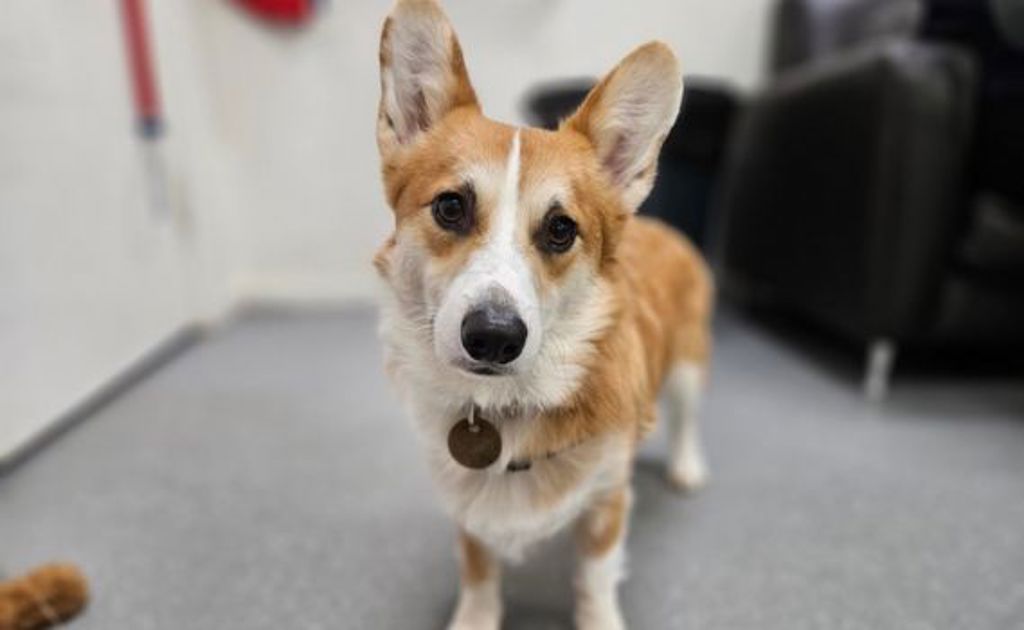 Cheers Big Ears - Medium Male Corgi, Pembroke Welsh Mix Dog in VIC ...