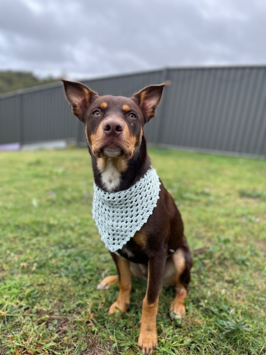 Bandit - Medium Male Kelpie Dog in QLD - PetRescue