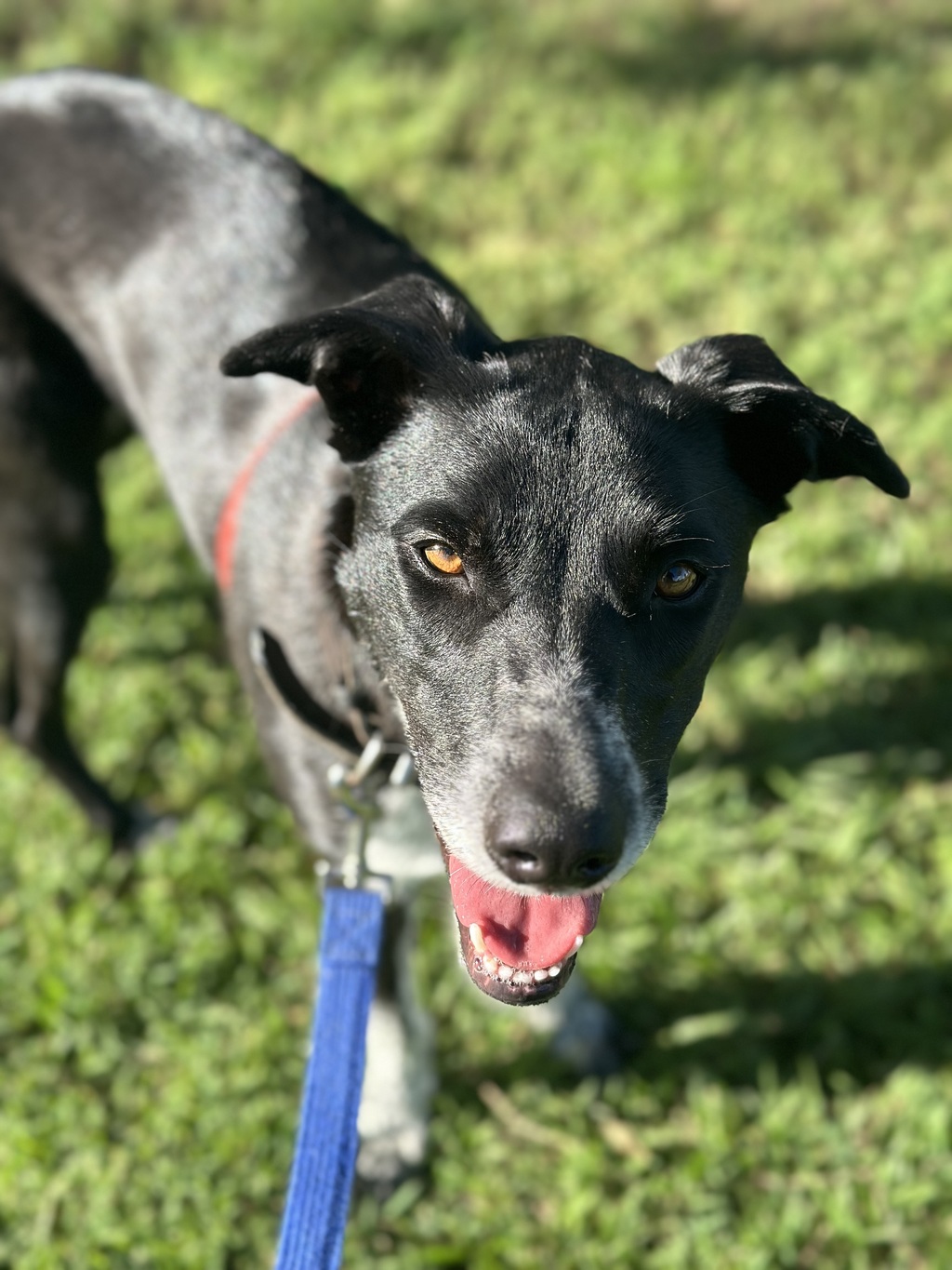 Jess - Medium Female Border Collie x Kelpie Mix Dog in QLD - PetRescue