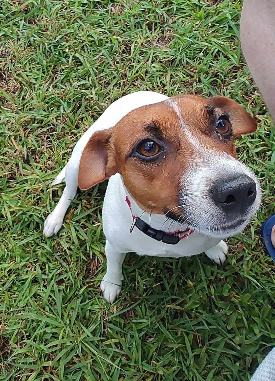 Scarlet - Small Female Jack Russell Terrier Dog in QLD - PetRescue