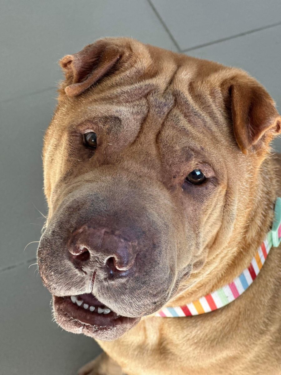 Chiko - Medium Male 4 Sharpei Dog in QLD - PetRescue