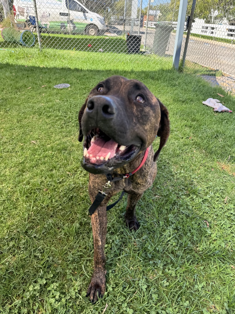 Wesson - Large Male Mixed Mix Dog in WA - PetRescue