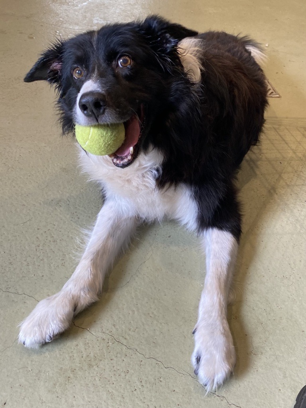 Snook - Large Male Border Collie Dog in VIC - PetRescue
