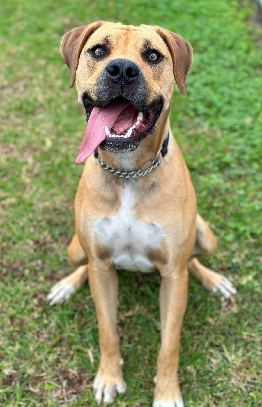 Rosie - Medium Female Bullmastiff x Great Dane Mix Dog in NSW - PetRescue