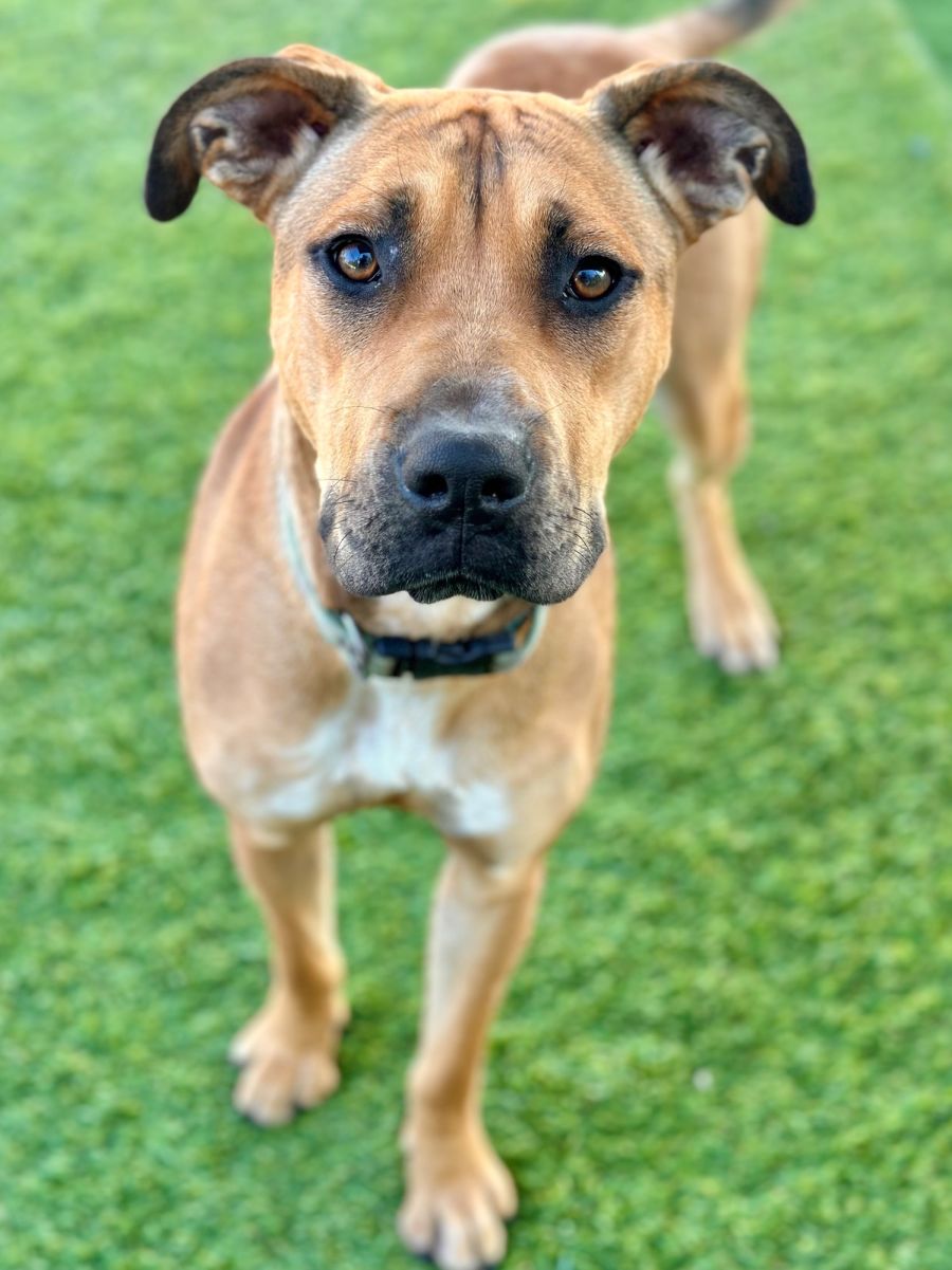 Dulcie - Large Female Rhodesian Ridgeback Mix Dog in NSW - PetRescue