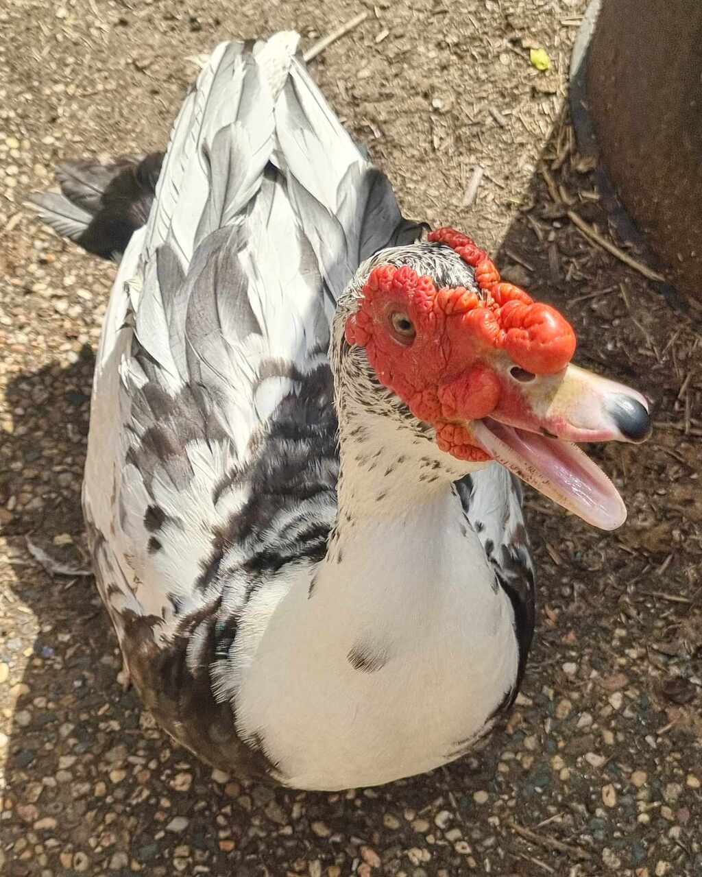 Zoomie - Male Duck Muscovy Mix Fowl in QLD - PetRescue