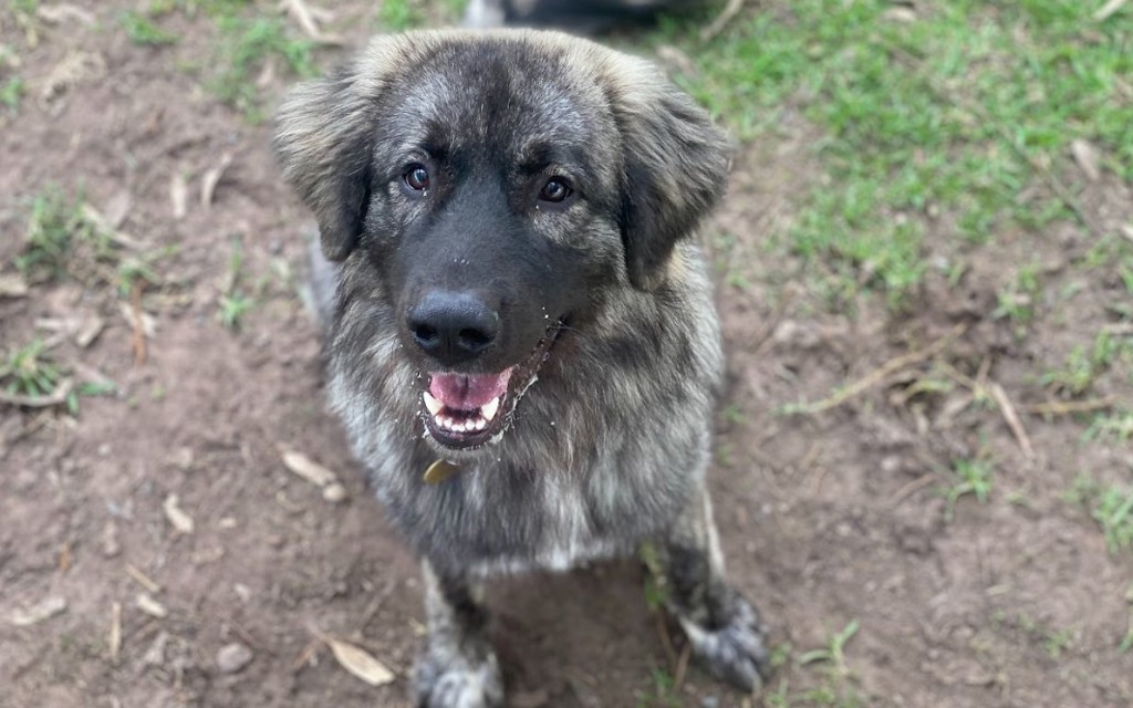 Chew-Barka - Large Male Sarplaninac Mix Dog in VIC - PetRescue