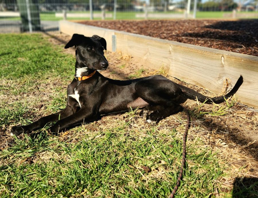 Wombat - Medium Female Staghound Mix Dog in VIC - PetRescue