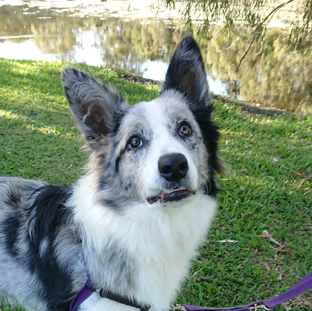 Kermit - Medium Male Australian Koolie Mix Dog in QLD - PetRescue