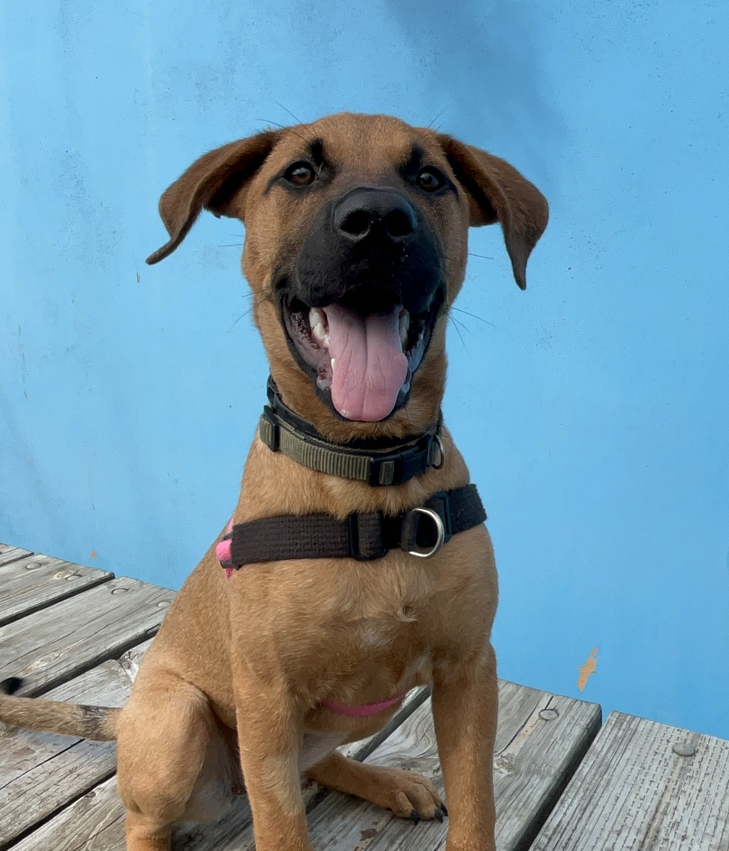 Bagel - Large Female Bull Arab x Rhodesian Ridgeback Mix Dog in QLD ...