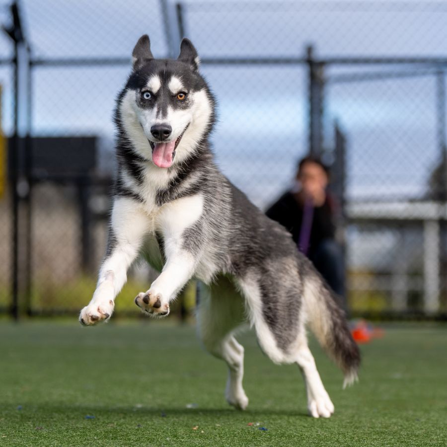 Diva - Medium Female Husky Dog in NSW - PetRescue
