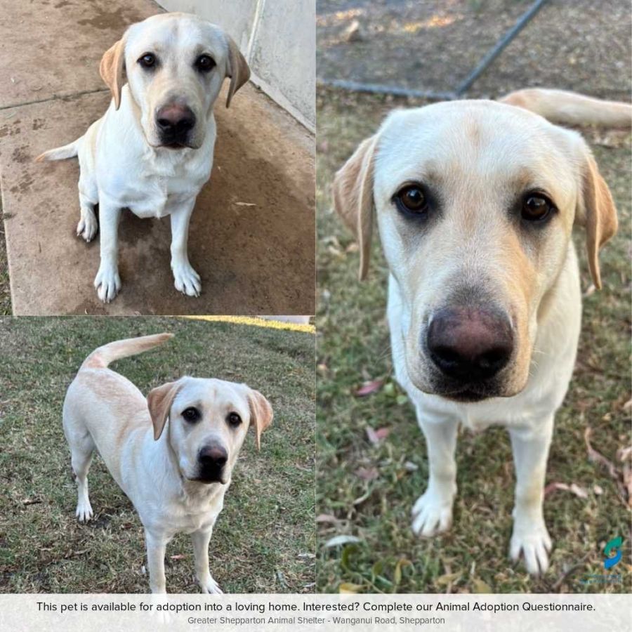 Rusty - Large Male Labrador Dog in VIC - PetRescue