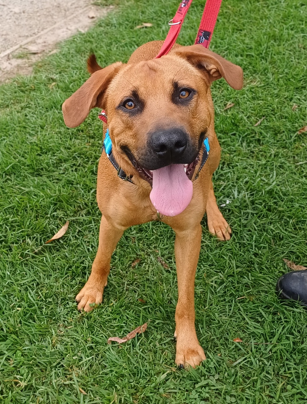 Greyson - Medium Male Labrador x Bull Mastiff Mix Dog in VIC - PetRescue