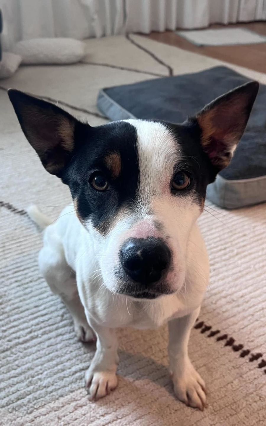 Ben - Medium Male Jack Russell Terrier x Staffy Mix Dog in QLD - PetRescue