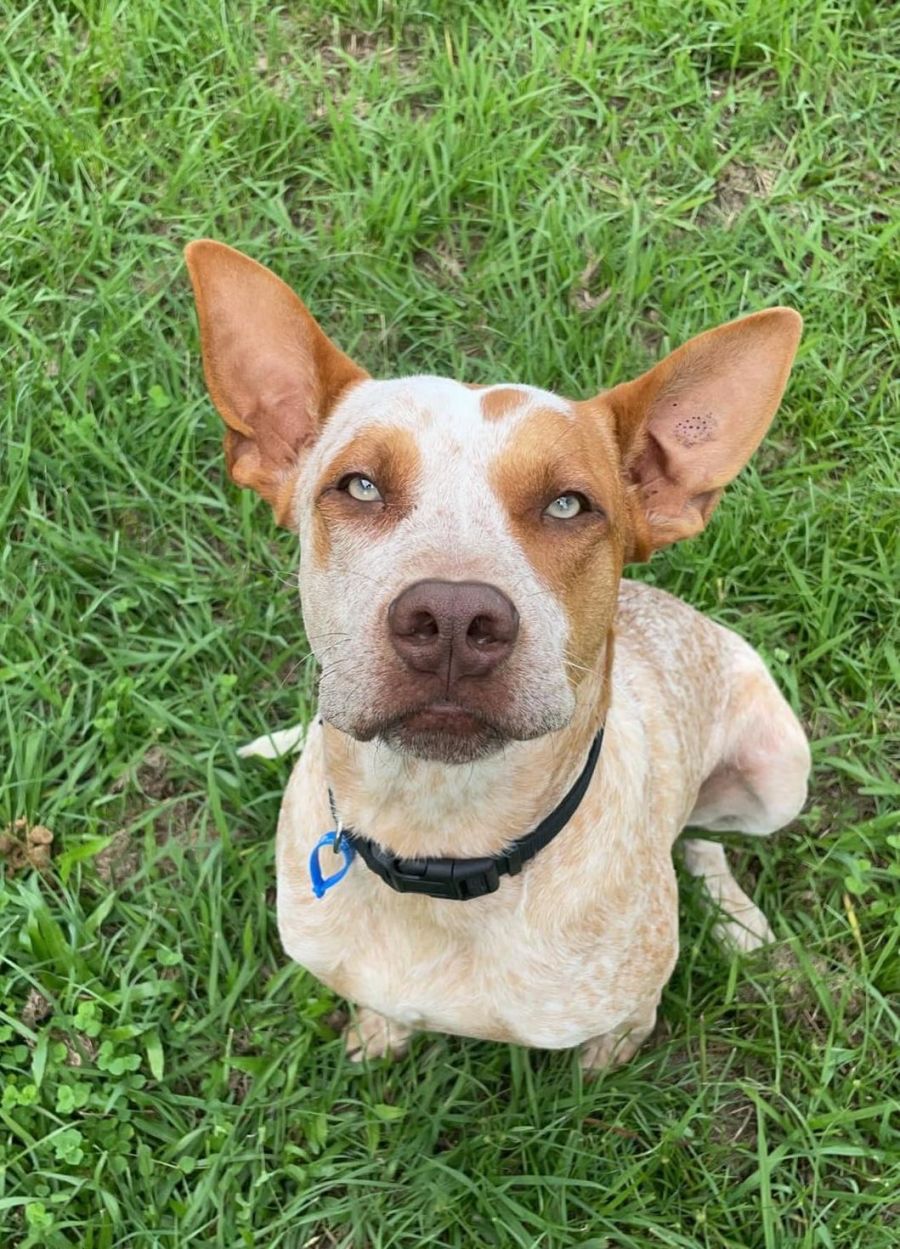 Opi - Medium Male Australian Cattle Dog Mix Dog in QLD - PetRescue