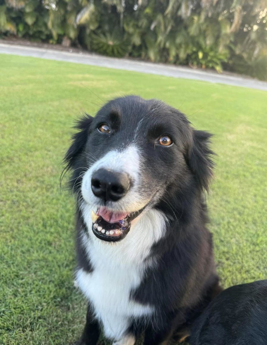 Rae - Medium Female Border Collie Dog in QLD - PetRescue