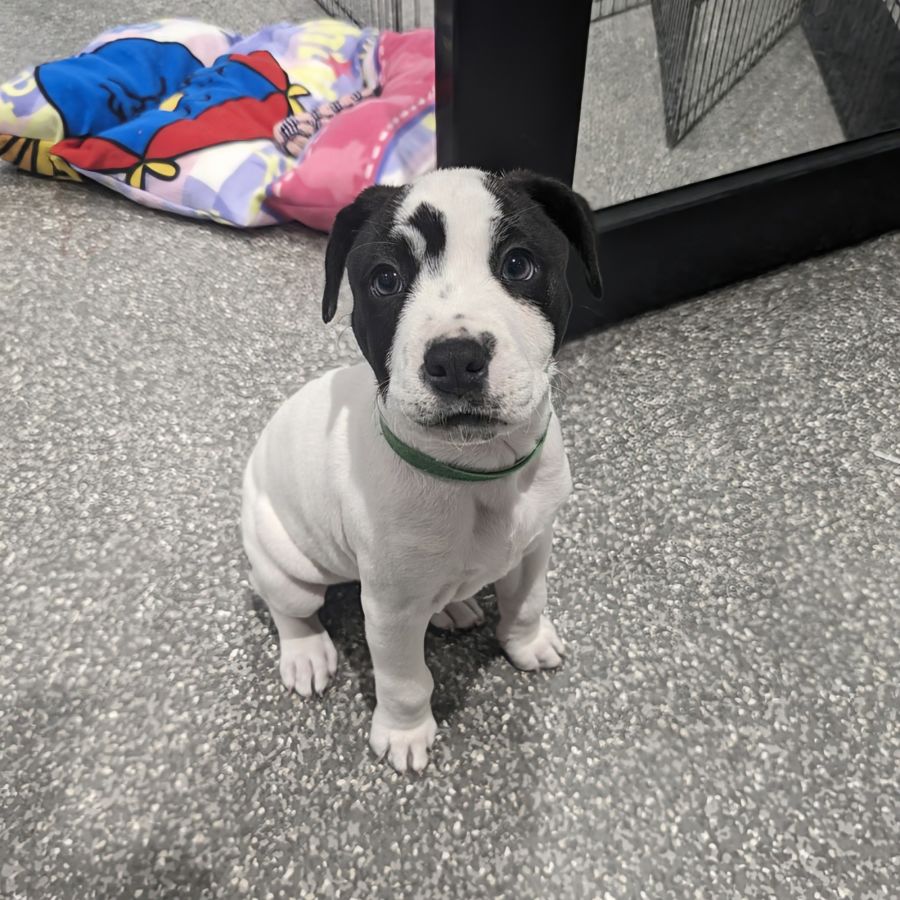 Link - Medium Male Boxer x Blue Heeler Mix Dog in VIC - PetRescue