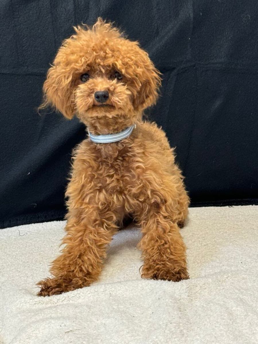 Angeline - Small Female Poodle Dog in QLD - PetRescue