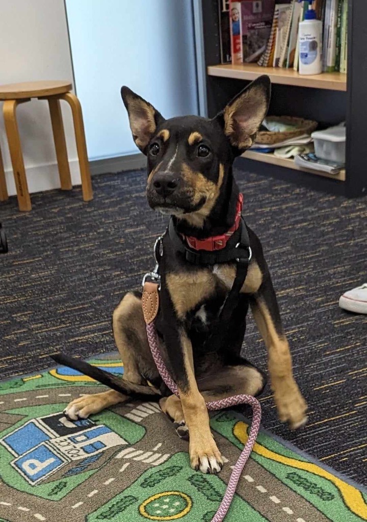 Connor (Tk9) - Medium Male Staffordshire Bull Terrier x Mixed Breed Mix ...