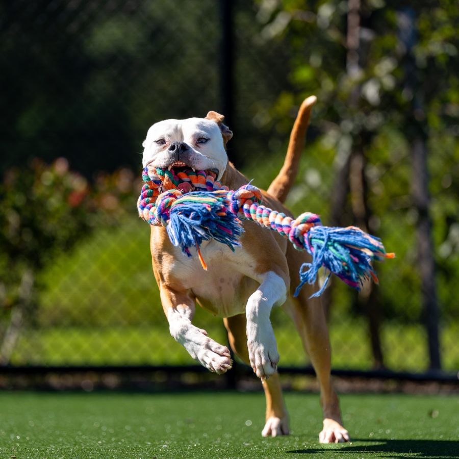 Ruby imp 2340 - Large Female Boxer Mix Dog in NSW - PetRescue
