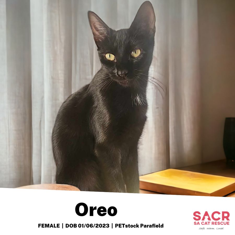 Oreo - Female Domestic Short Hair Cat in SA - PetRescue