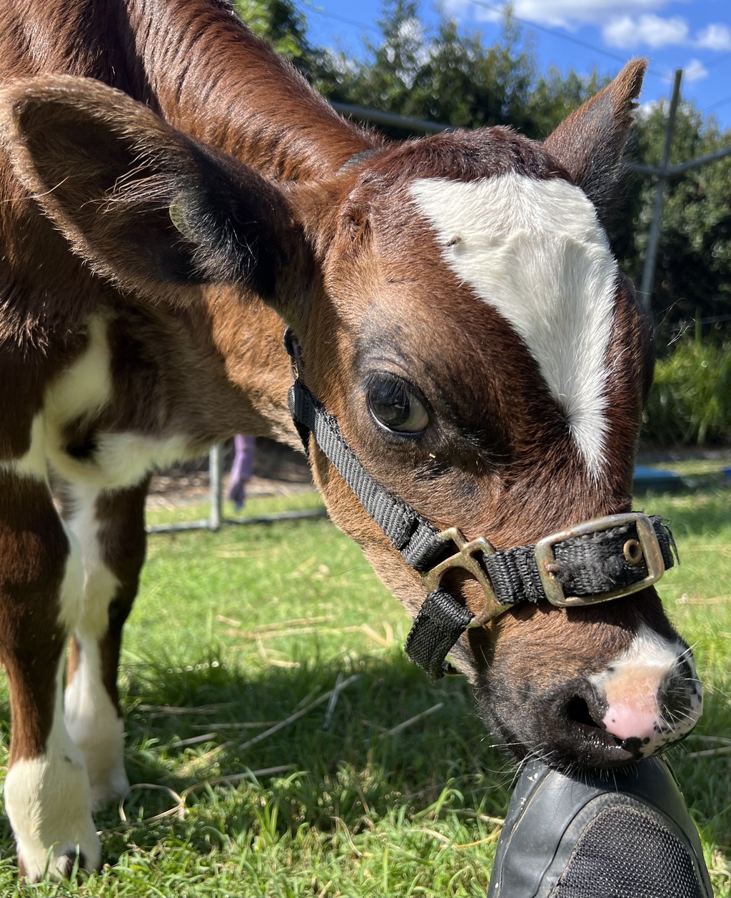 Rubic - Male Holstein Friesian Mix Cattle in QLD - PetRescue