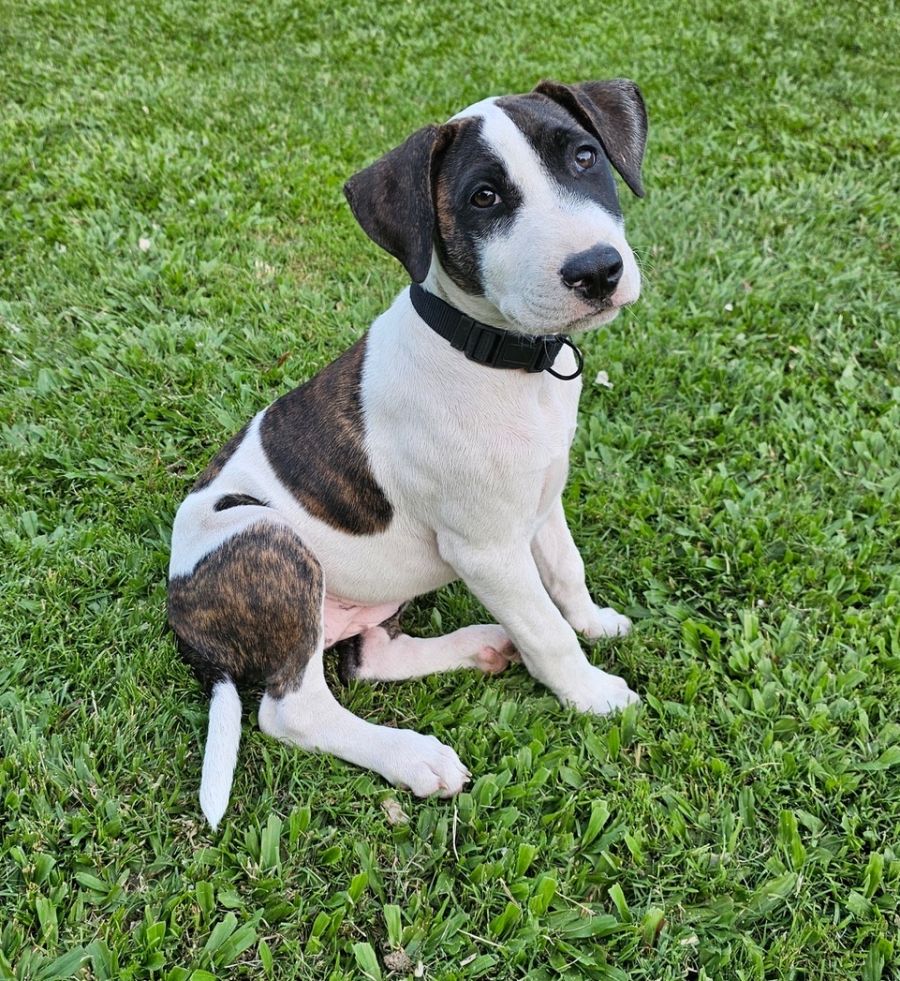 Aria - Medium Female Staffy Mix Dog in QLD - PetRescue