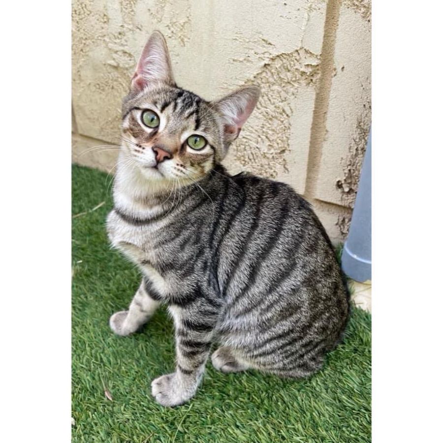 10485 - Hendrix - Male Domestic Short Hair Cat in WA - PetRescue