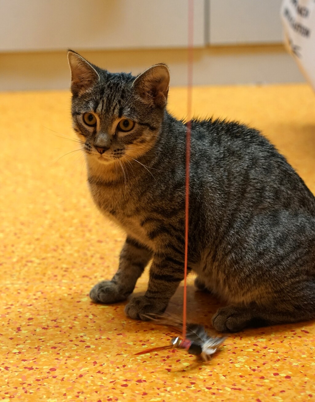 Possum - Male Domestic Short Hair Mix Cat in QLD - PetRescue