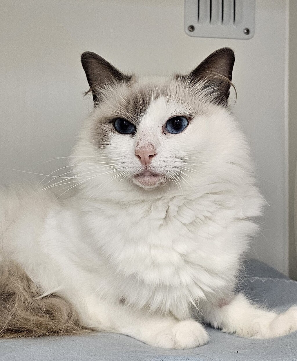 Molly - Female Ragdoll Cat in VIC - PetRescue