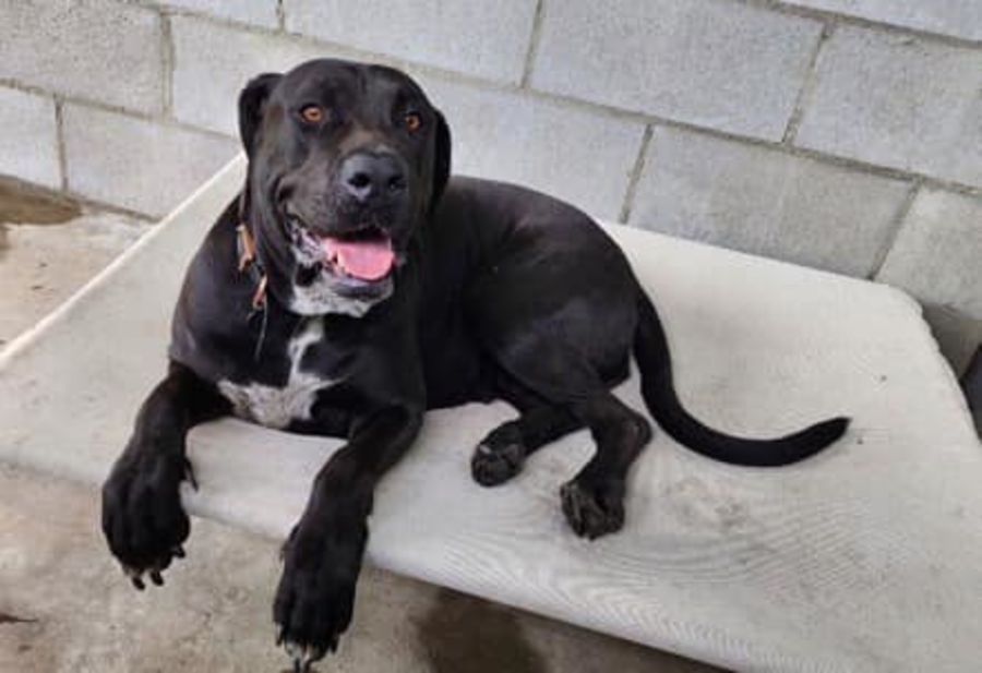 Narla - Large Female Neapolitan Mastiff Mix Dog in QLD - PetRescue
