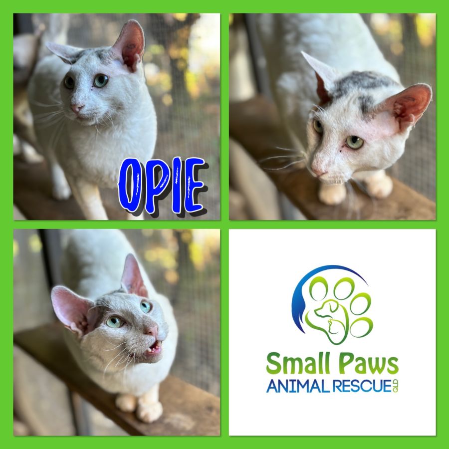 Opie - Male Cornish Rex Mix Cat in QLD - PetRescue