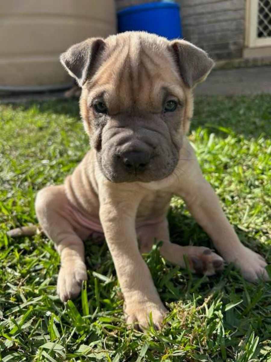 Gypsy - Medium Female American Staffordshire Terrier x Shar-Pei Mix Dog ...