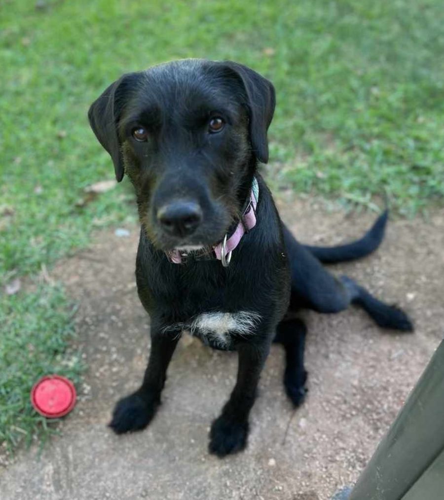 Sunraysia Animal Rehousing Group - PetRescue