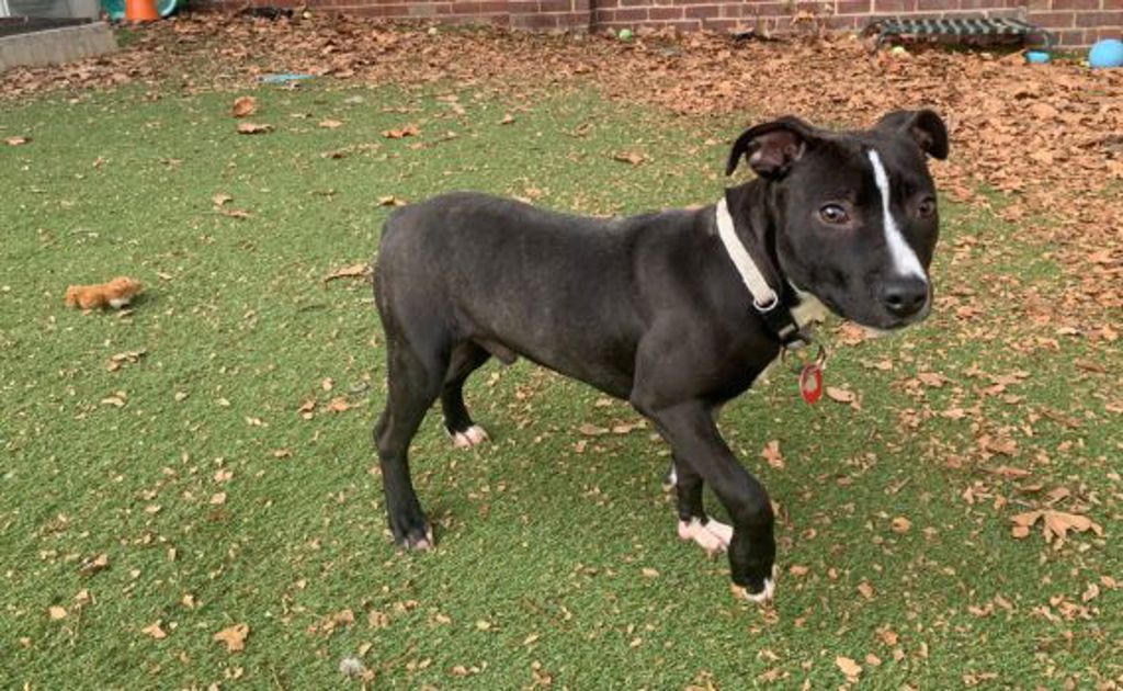 Tiny Tito - Small Male English Staffy Mix Dog in VIC - PetRescue