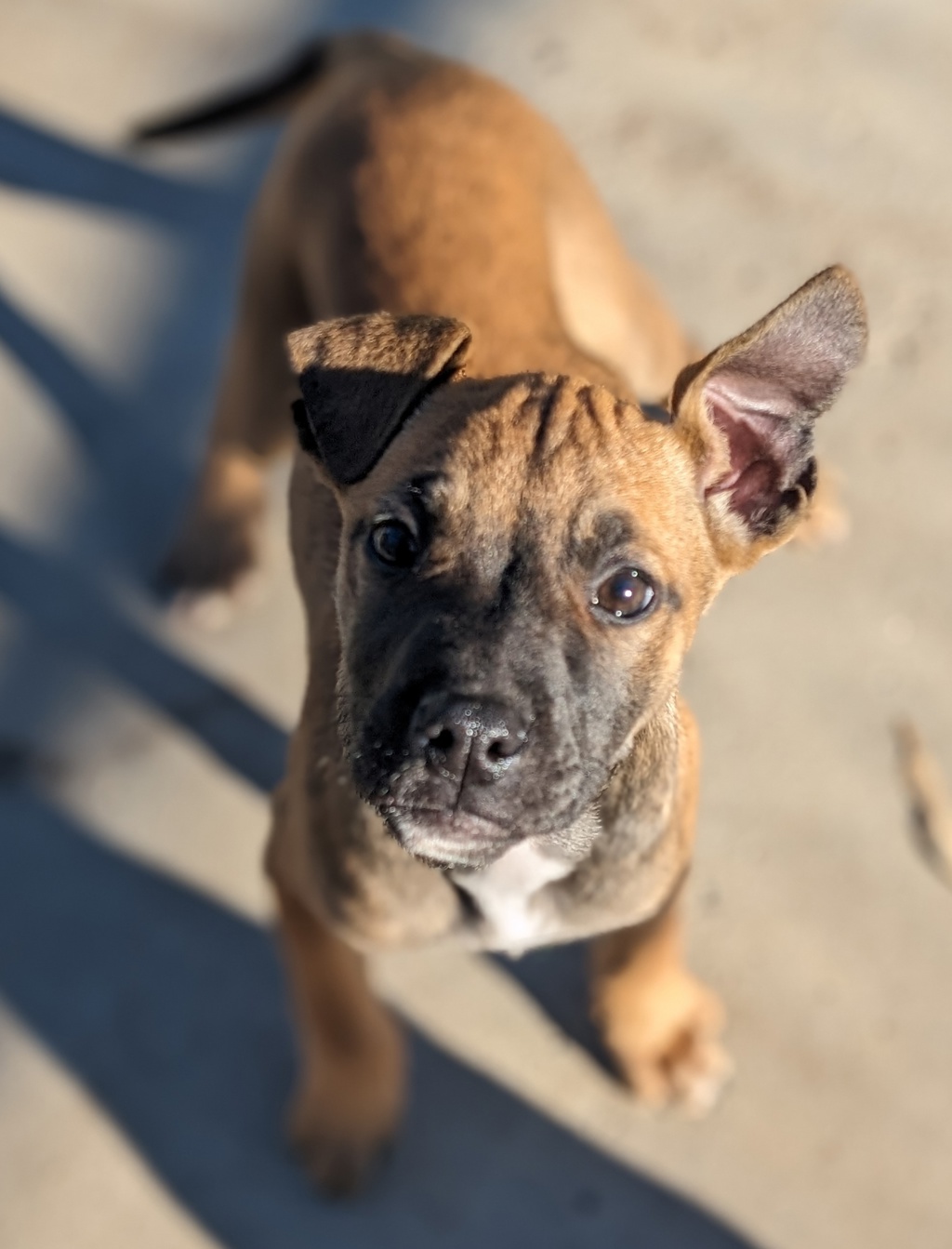 Pickles - Medium Female Bullmastiff x Rhodesian Ridgeback Mix Dog in ...