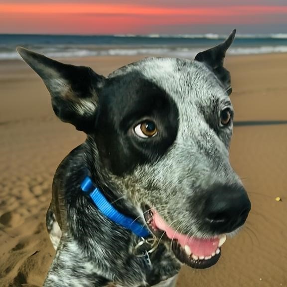 Boris - Medium Male Blue Heeler Dog in WA - PetRescue