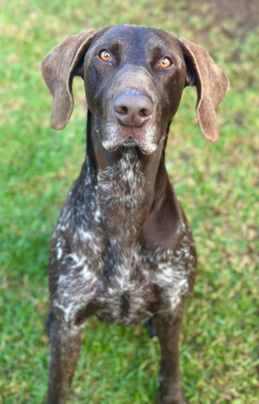 Moose - Large Male German Shorthaired Pointer Dog in NSW - PetRescue