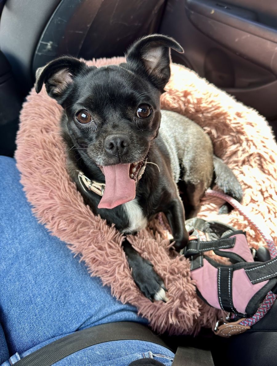 Ellie - Small Female Chihuahua Mix Dog in QLD - PetRescue