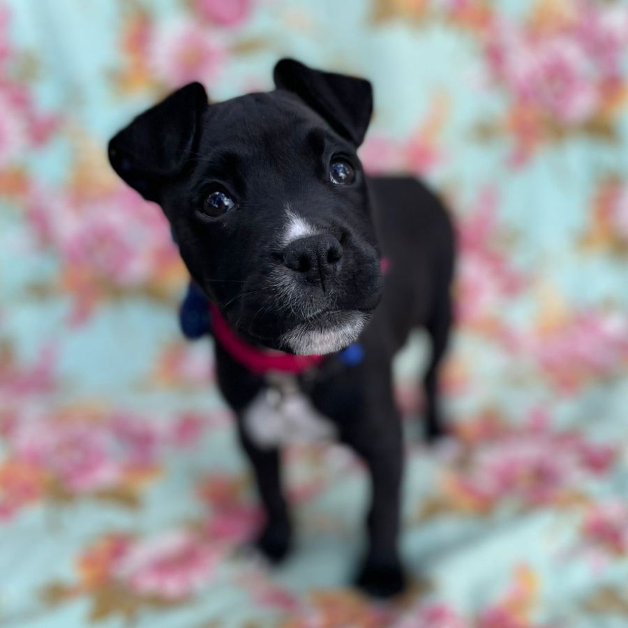 Poppy - Medium Female Boxer x Blue Heeler Mix Dog in VIC - PetRescue