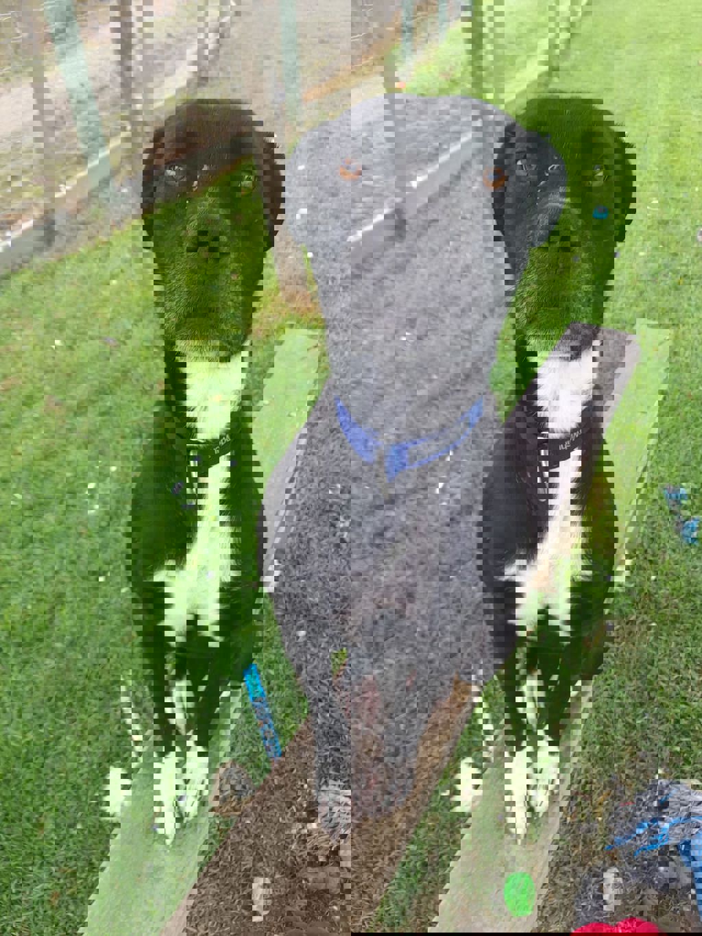 Sasha Butler - Large Female Bull Arab Mix Dog in VIC - PetRescue