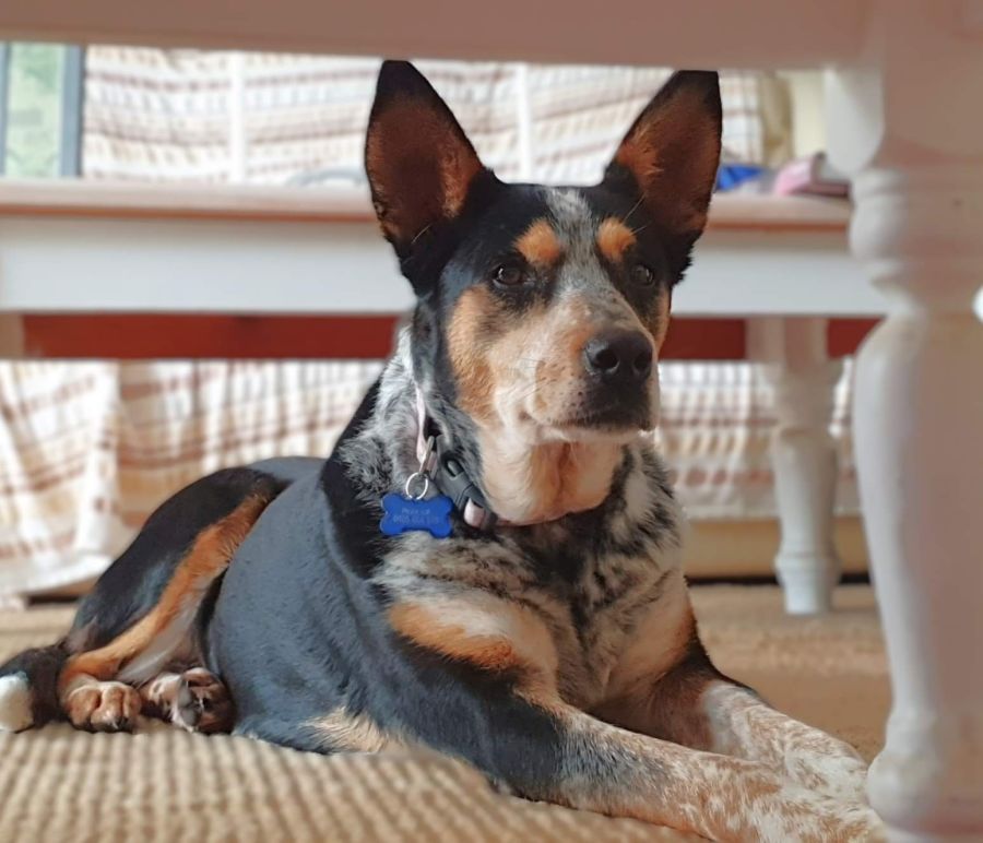 Bindi - Medium Female Australian Cattle Dog Mix Dog in NSW - PetRescue