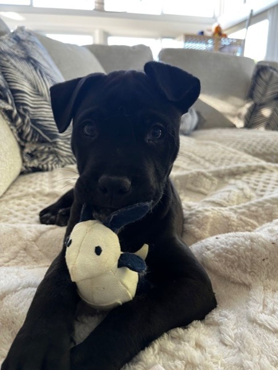 Yoshi - Medium Male Boxer x Blue Heeler Mix Dog in VIC - PetRescue