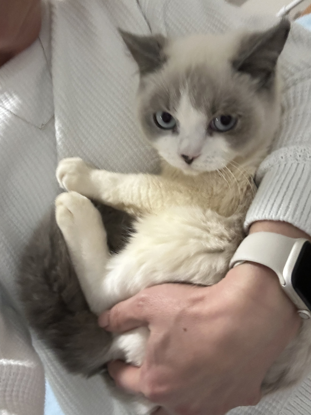 Neptune - Male Birman x Domestic Short Hair Mix Cat in NSW - PetRescue